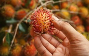 Rambutan vs Lychee: What’s the Difference?
