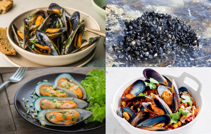 Are mussels healthy?